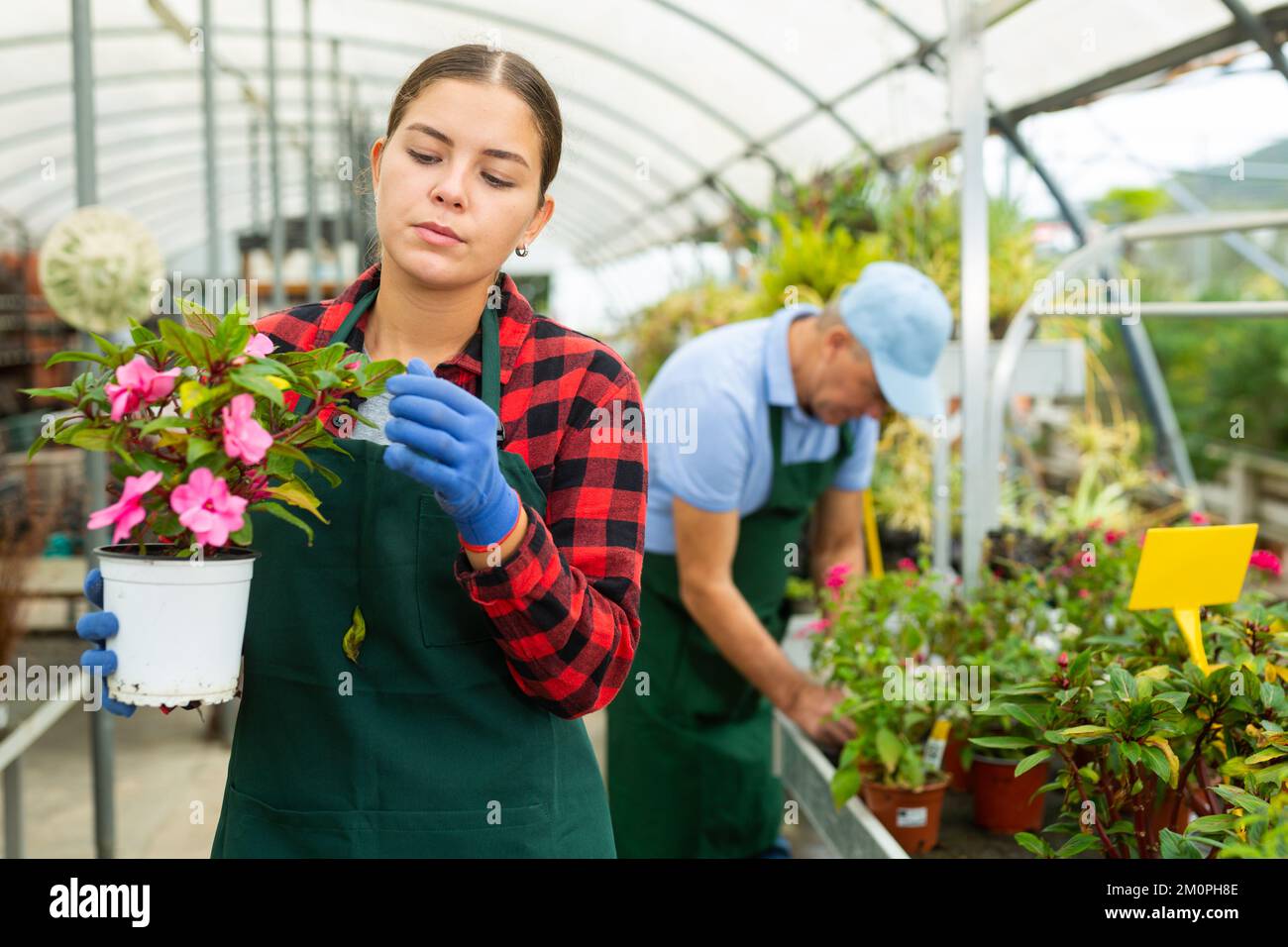 Woman gardener is standing with flowers Guinea Impatiens Stock Photo ...