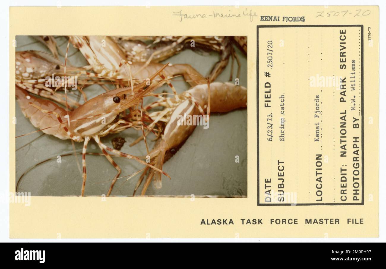 Shrimp catch. Alaska Task Force Photographs Stock Photo - Alamy