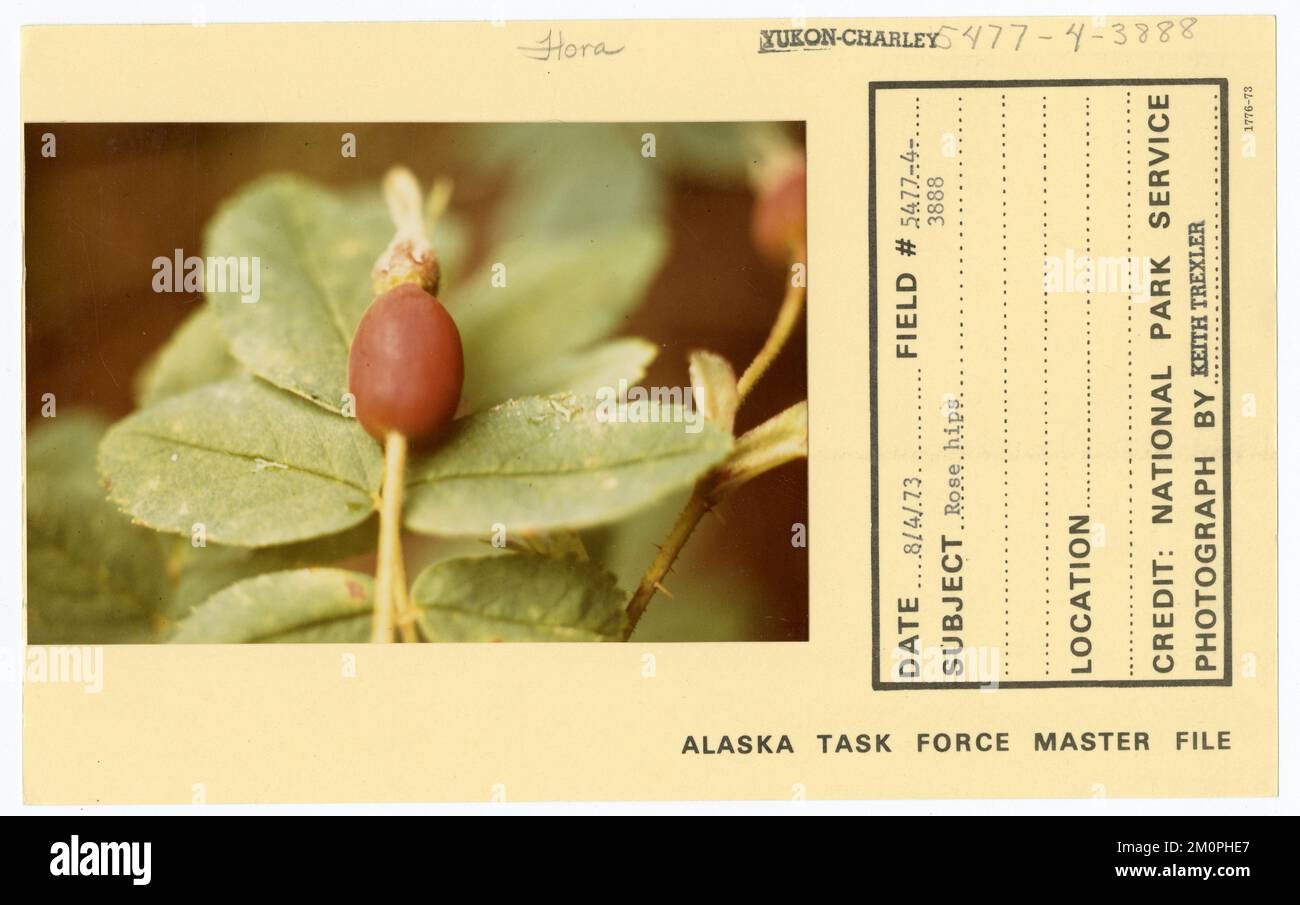 Rose hips. Alaska Task Force Photographs Stock Photo - Alamy