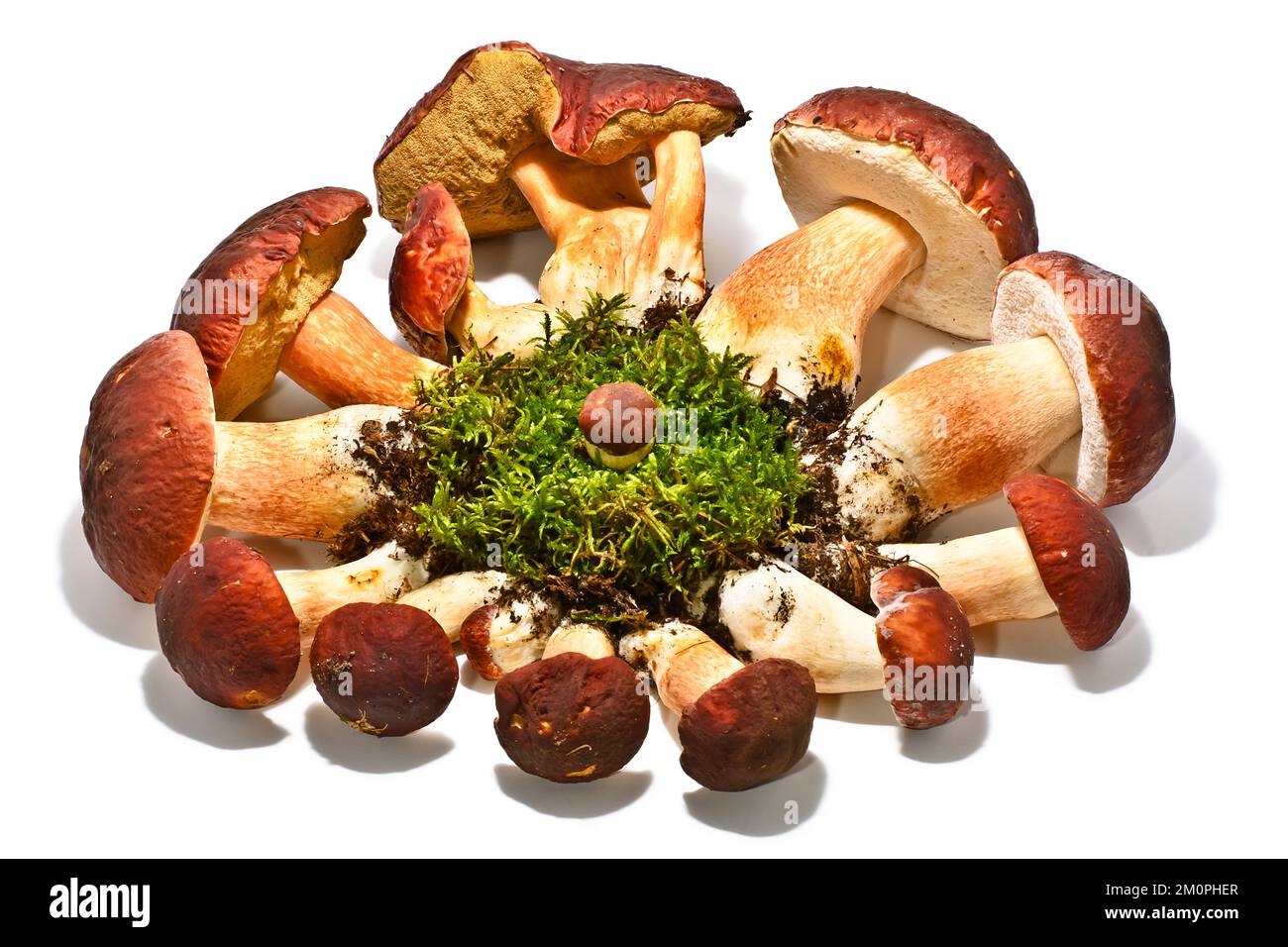 Mushrooms on moss hi-res stock photography and images - Alamy