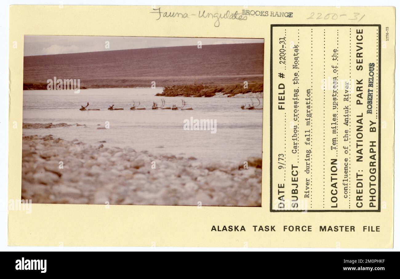 Caribou crossing the Noatak River during fall migration. Alaska Task ...