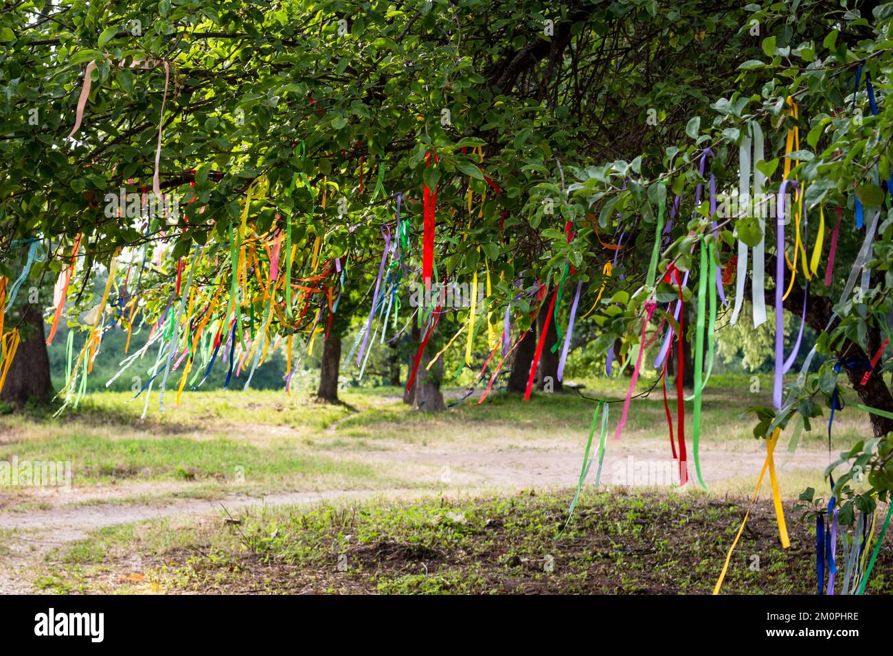 Colored ribbons of wishes tied on the branches of a tree during the ...