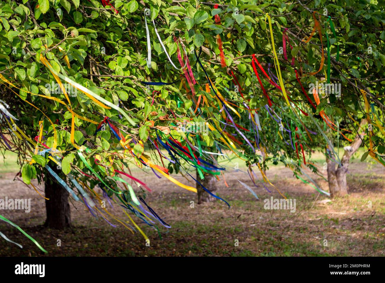 Colored ribbons of wishes tied on the branches of a tree during the ...