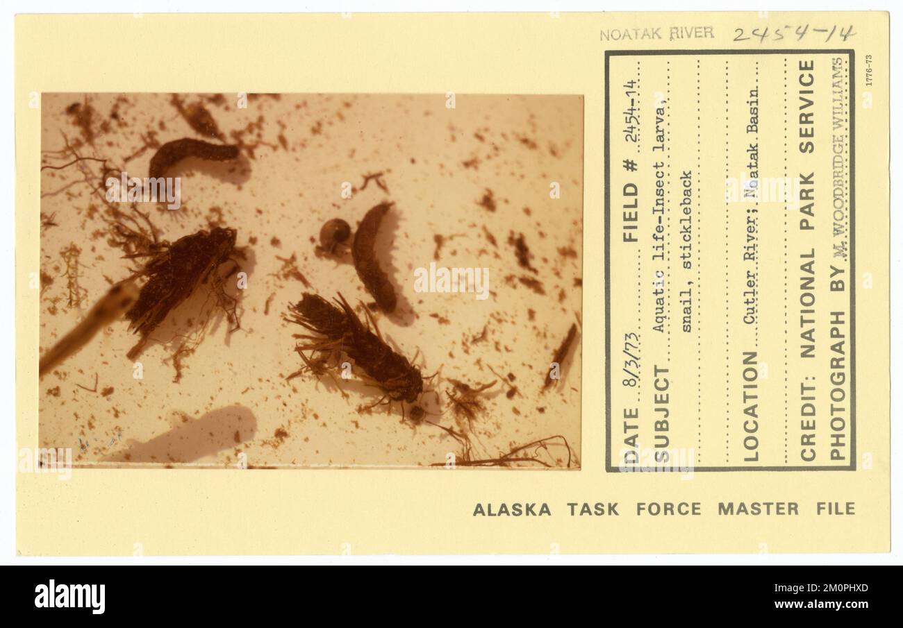 Aquatic life - insect larva, snail, stickleback. Alaska Task Force ...
