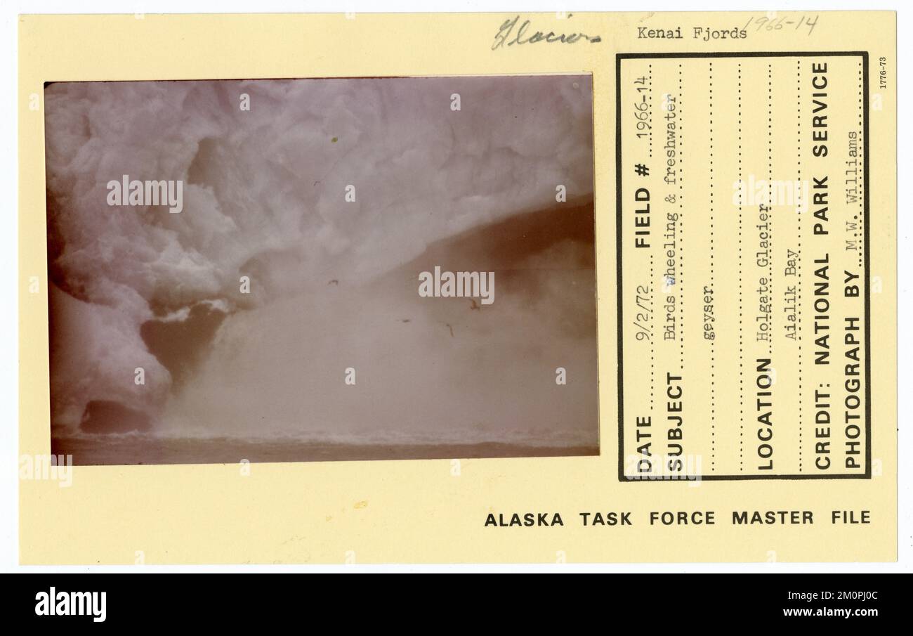 Birds wheeling & freshwater geyser. Alaska Task Force Photographs Stock ...