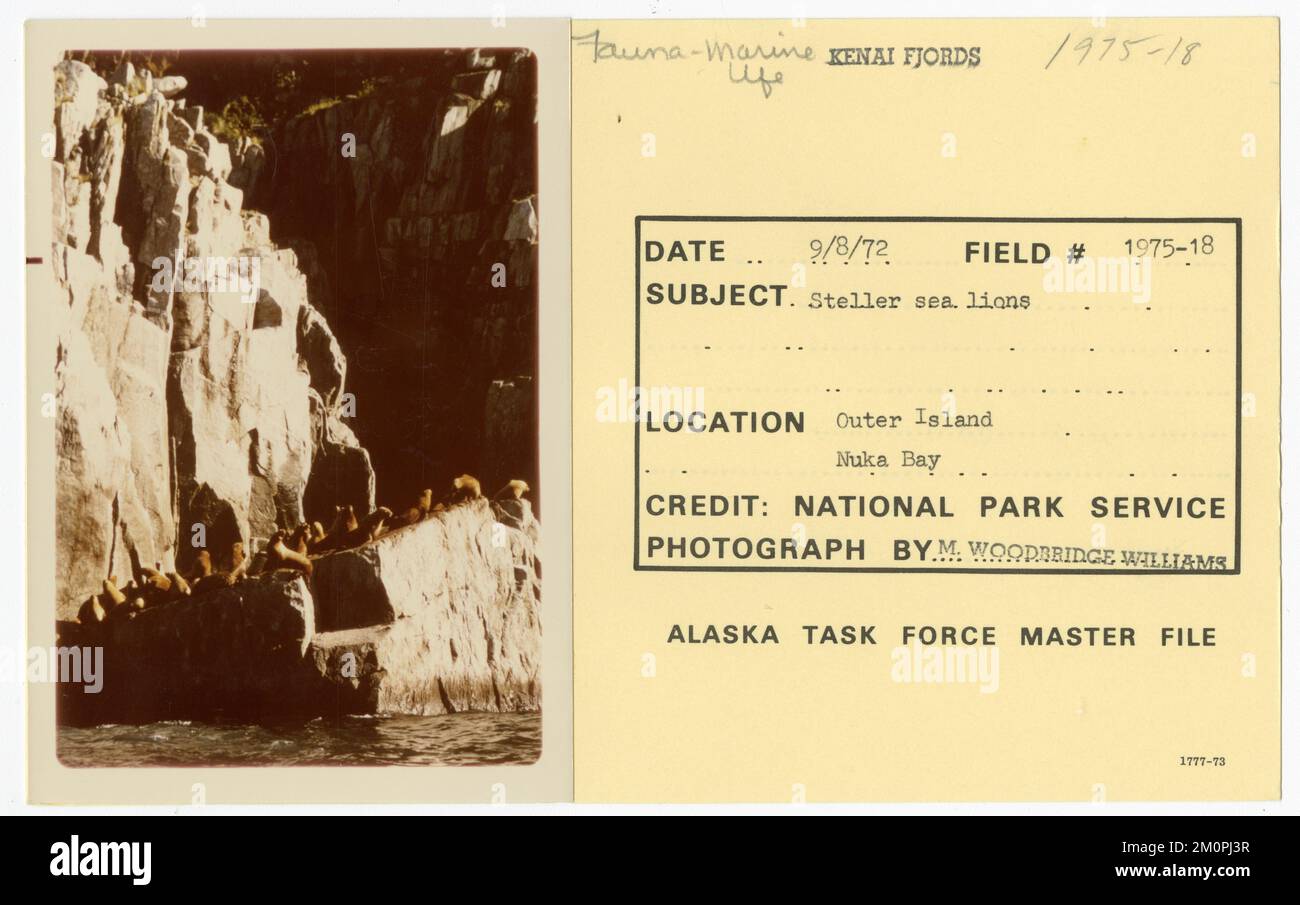 Steller sea lions. Alaska Task Force Photographs Stock Photo - Alamy