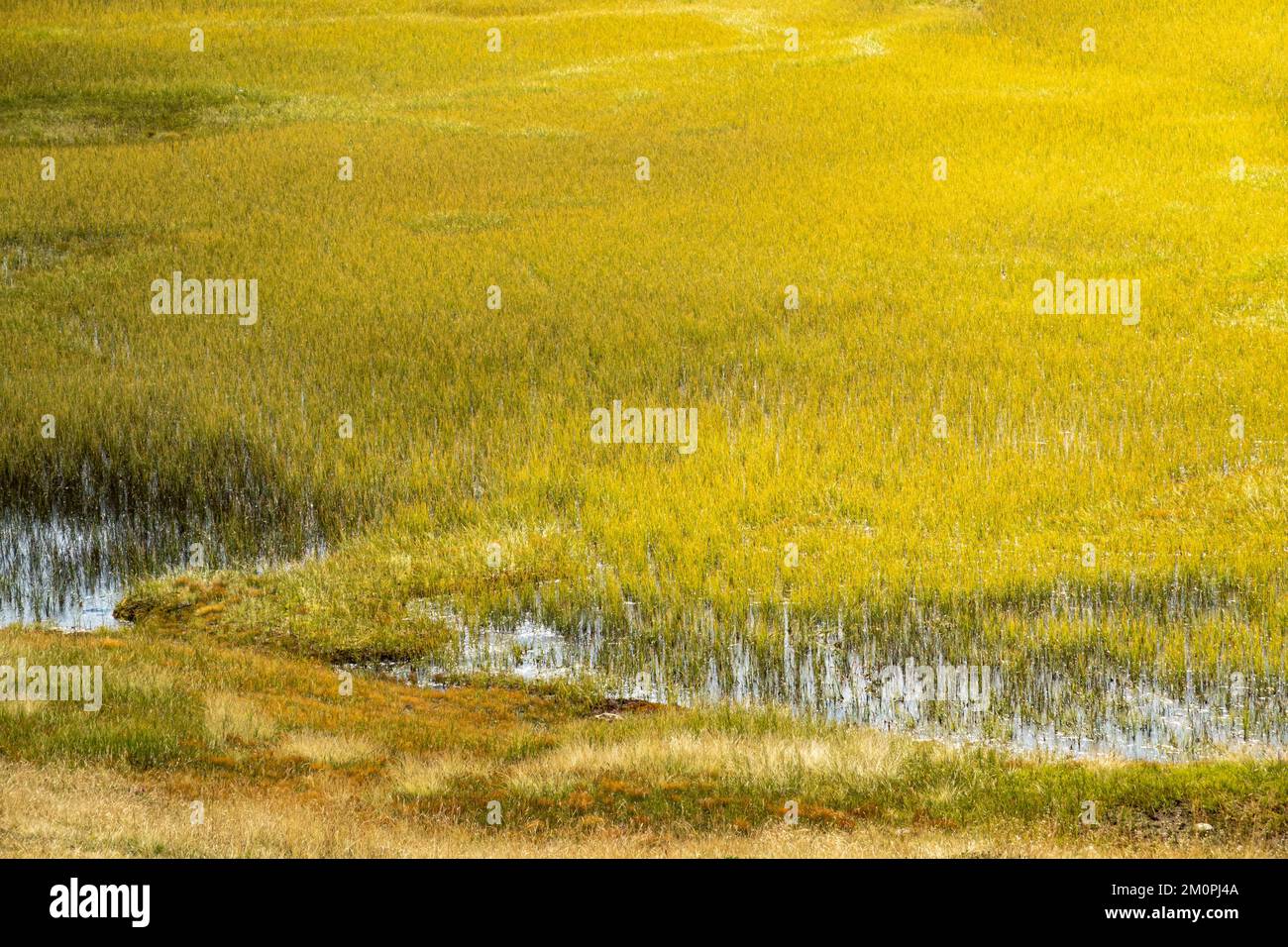 Alpine golden grass meadow wetlands with rich vegetation in Chamonix in ...