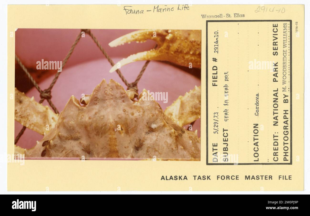 Crab in crab pot. Alaska Task Force Photographs Stock Photo - Alamy