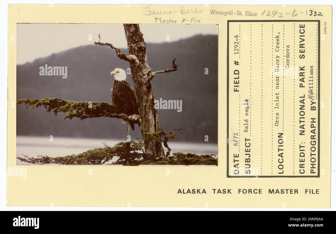 Bald eagle. Alaska Task Force Photographs Stock Photo - Alamy