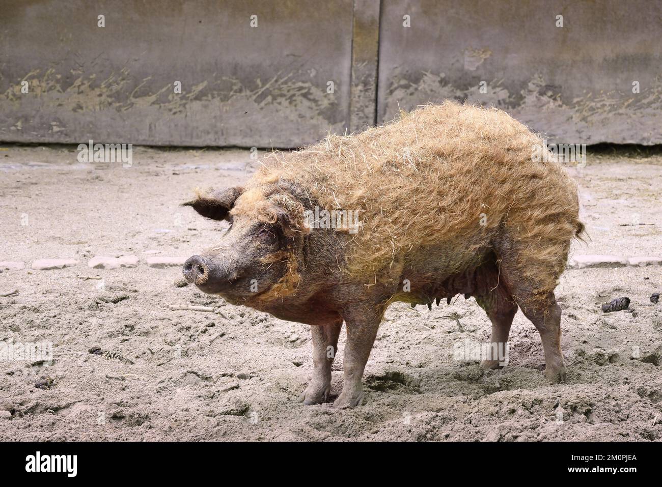 Adult dirty pig in a pigsty Stock Photo - Alamy