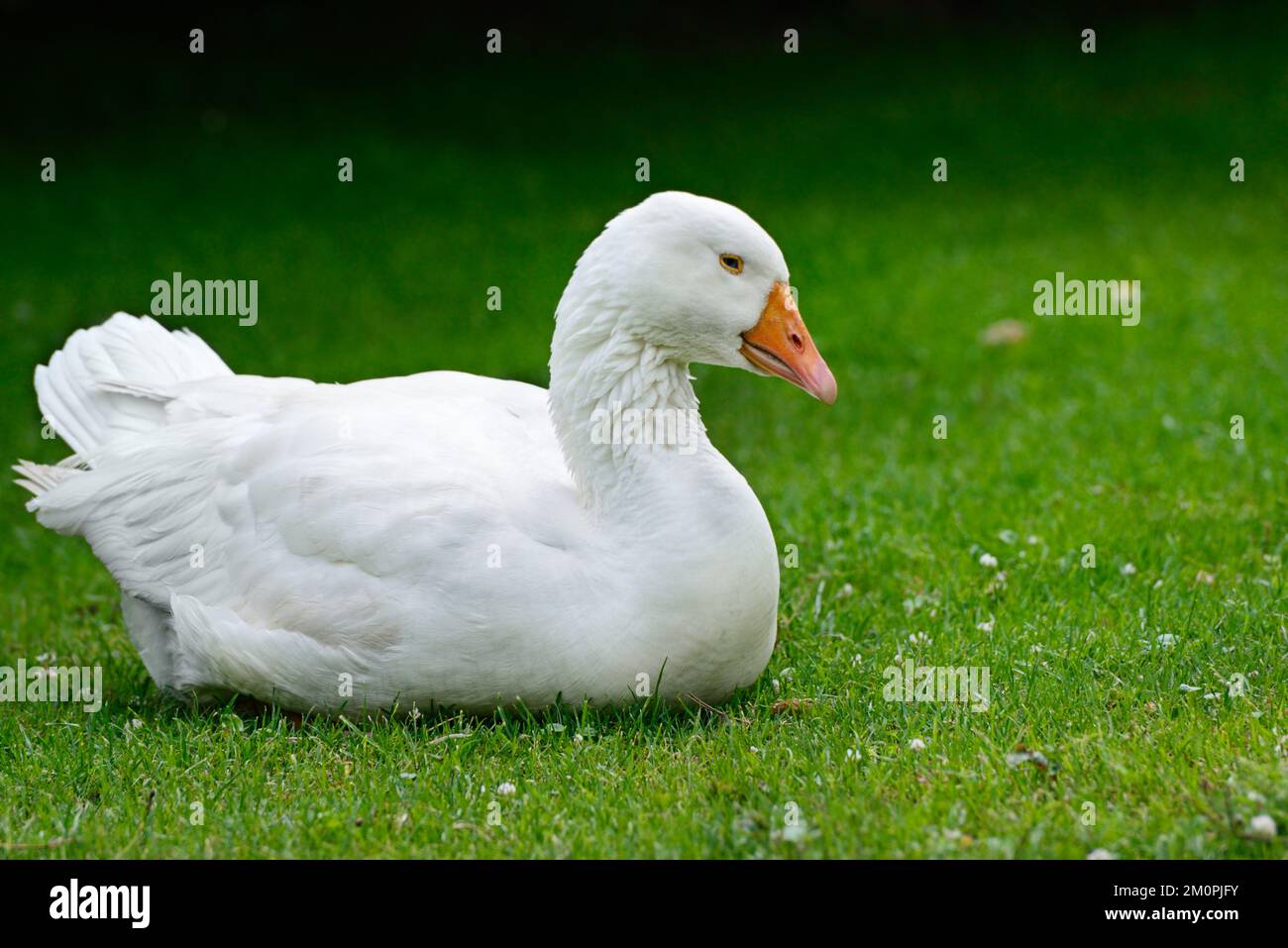 Goose resting on green grass Stock Photo - Alamy
