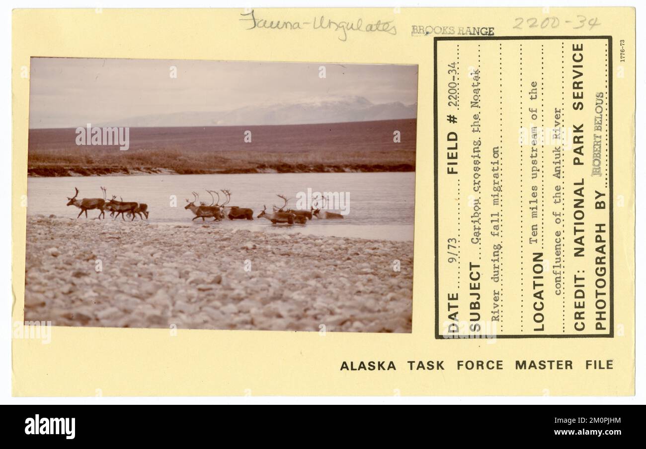Caribou crossing the Noatak River during fall migration. Alaska Task ...