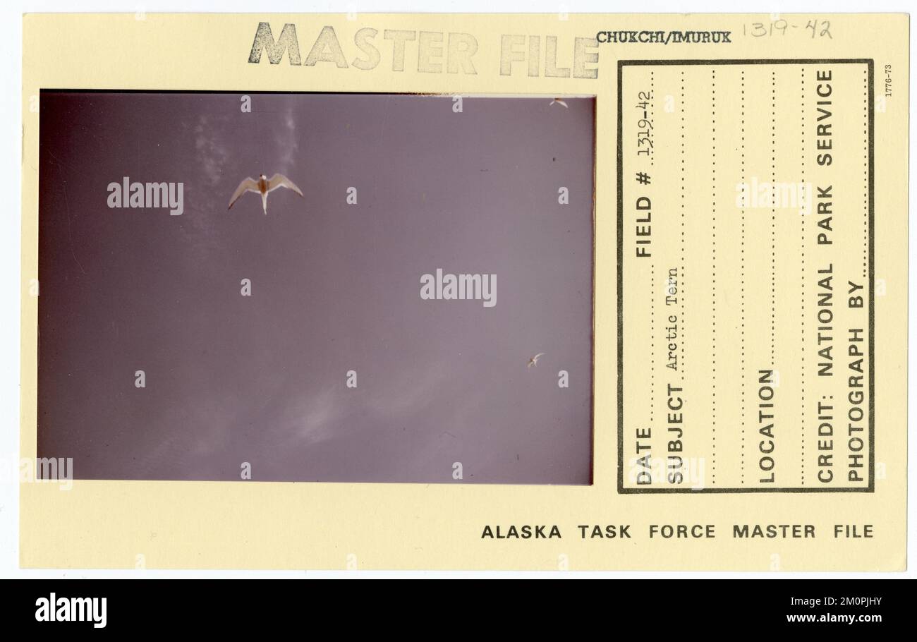 Arctic Tern. Alaska Task Force Photographs Stock Photo - Alamy