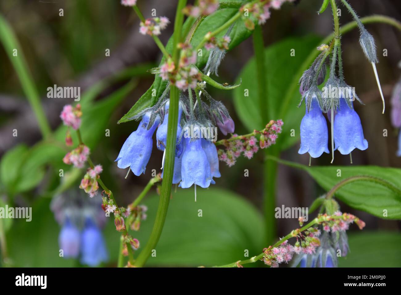 Wild flowers of alaska hi-res stock photography and images - Alamy