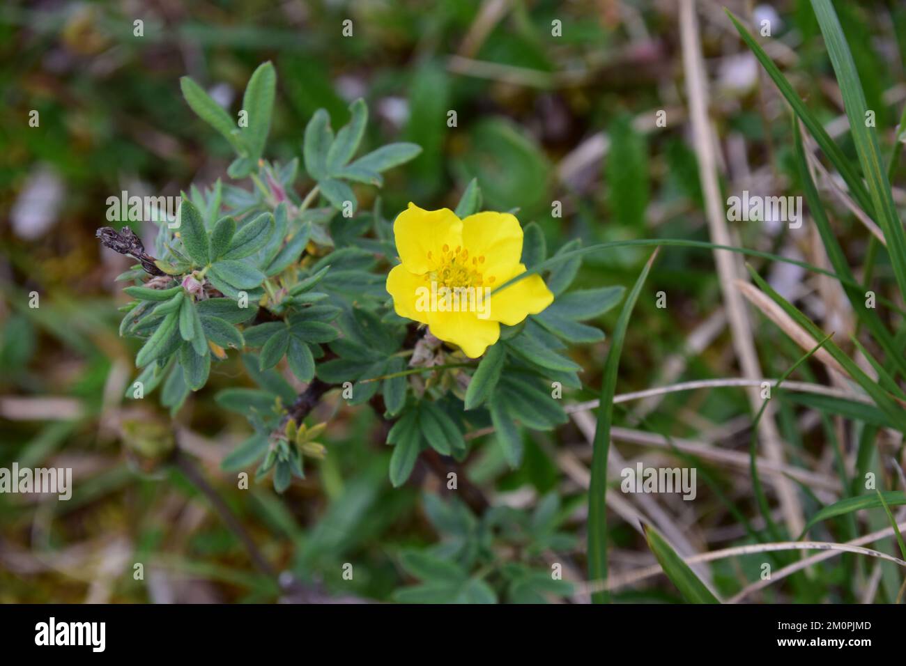 Yellow wild flower growing in Alaska Stock Photo - Alamy