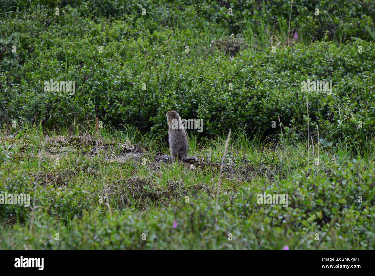 Mountain squirrel eating in the wild Stock Photo - Alamy