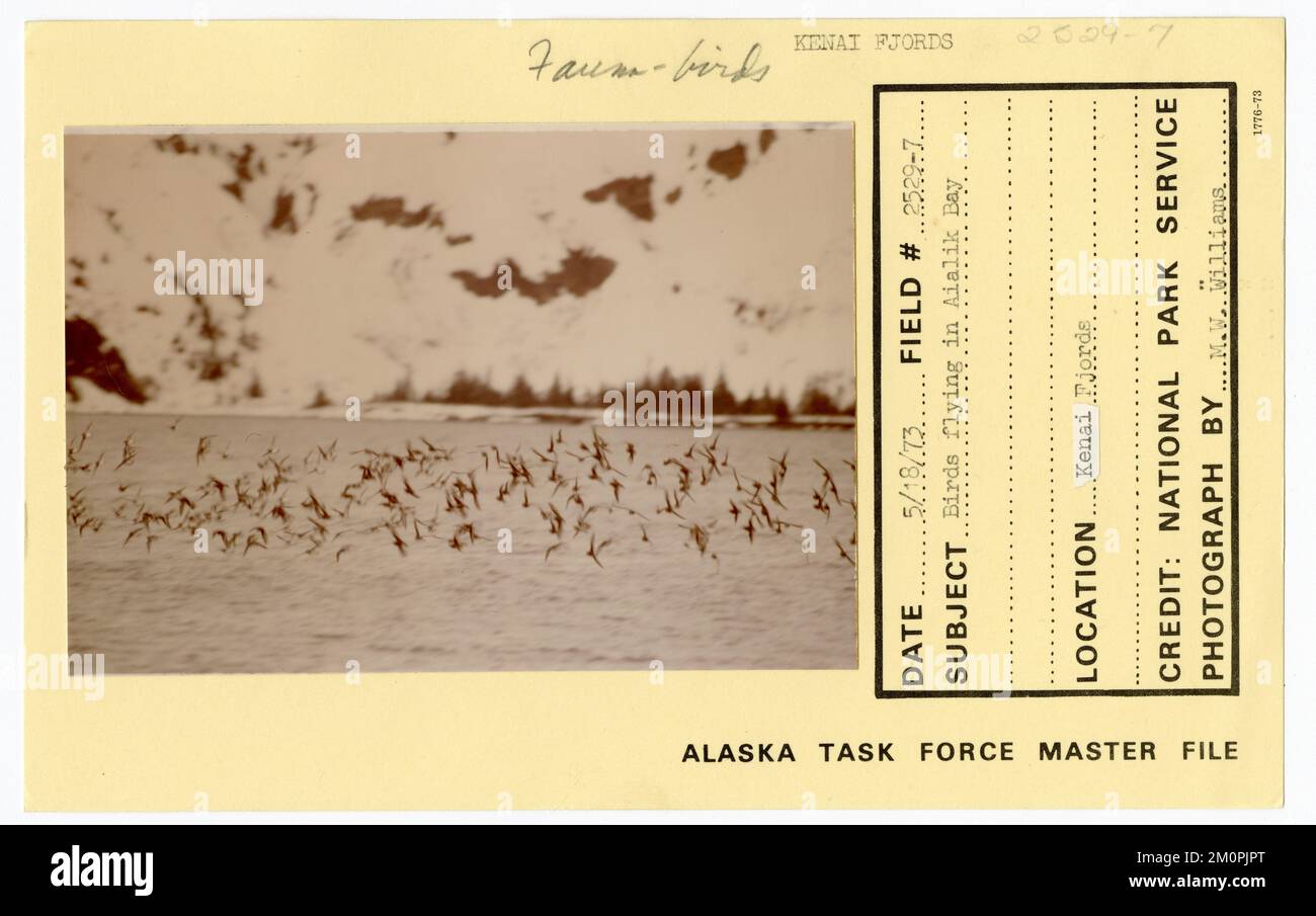Birds flying in Aialik Bay. Alaska Task Force Photographs Stock Photo ...