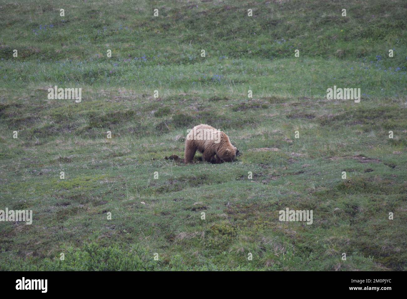 Grizzly brown bear roaming in hi-res stock photography and images - Alamy