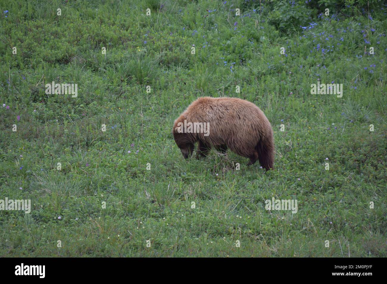 Grizzly brown bear roaming in hi-res stock photography and images - Alamy