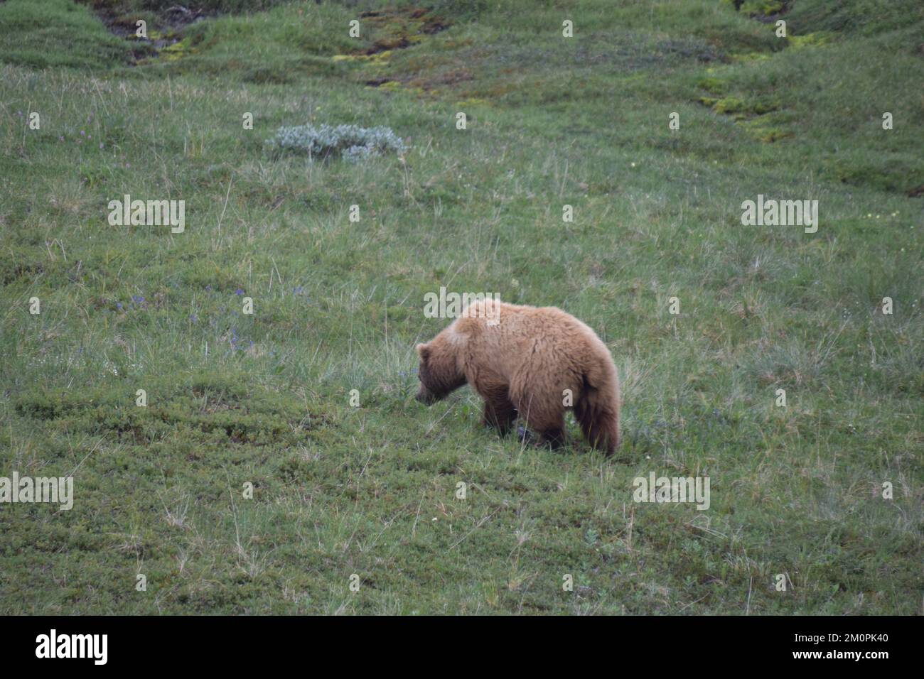 Grizzly brown bear roaming in hi-res stock photography and images - Alamy