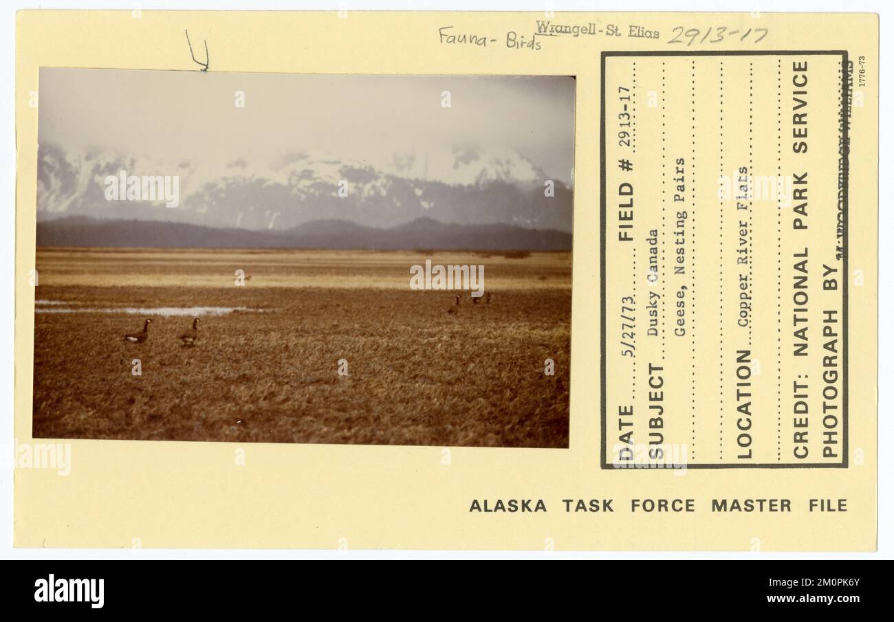 Dusky Canada Geese, nesting pairs. Alaska Task Force Photographs Stock ...