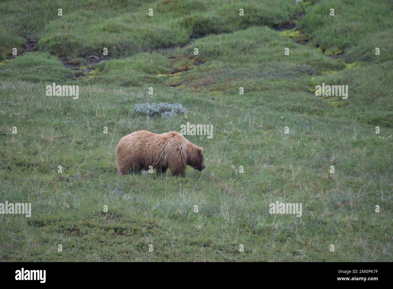 Grizzly bear in Denali National Park roaming through a grassy field ...