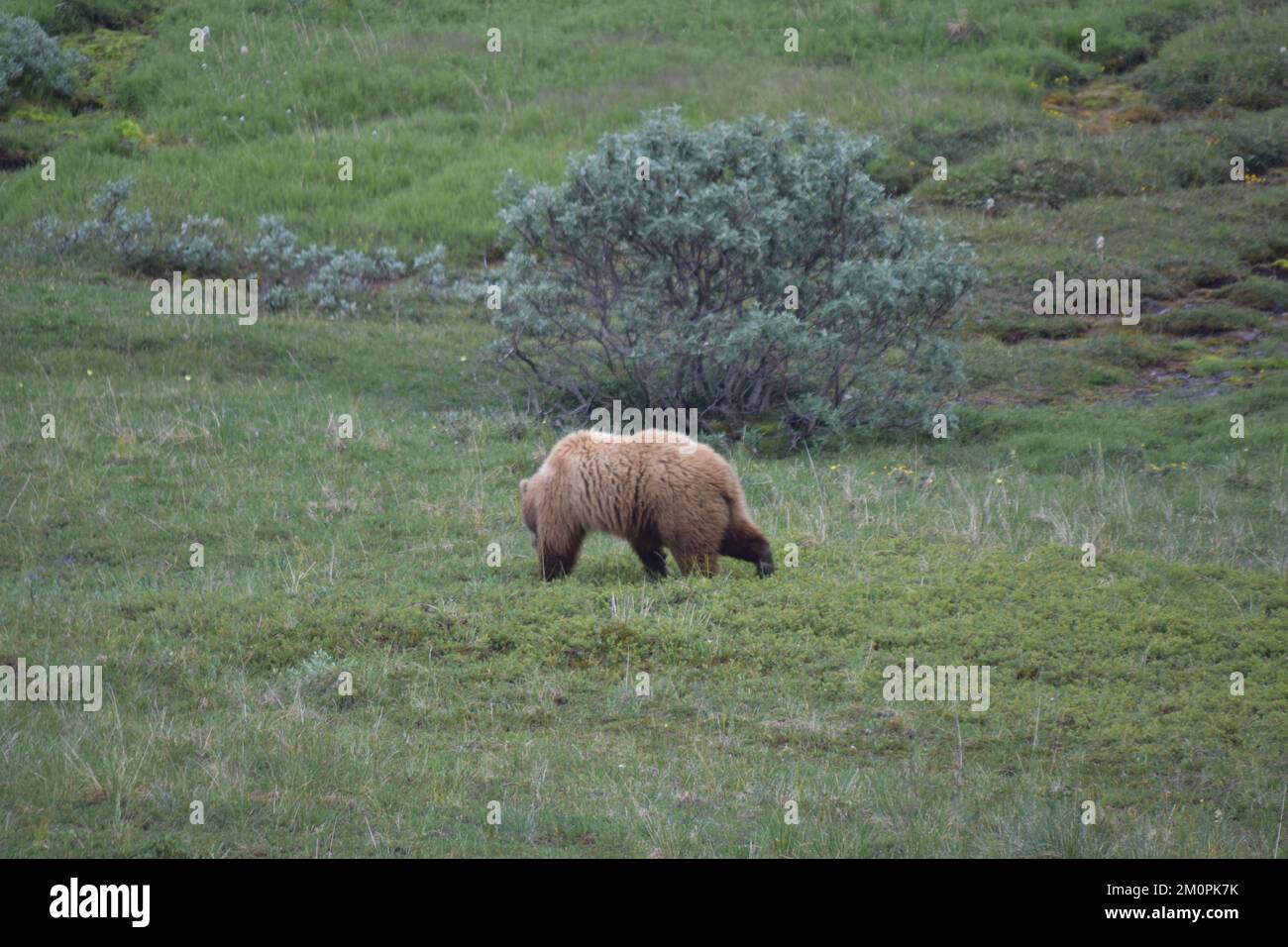 Grizzly brown bear roaming in hi-res stock photography and images - Alamy