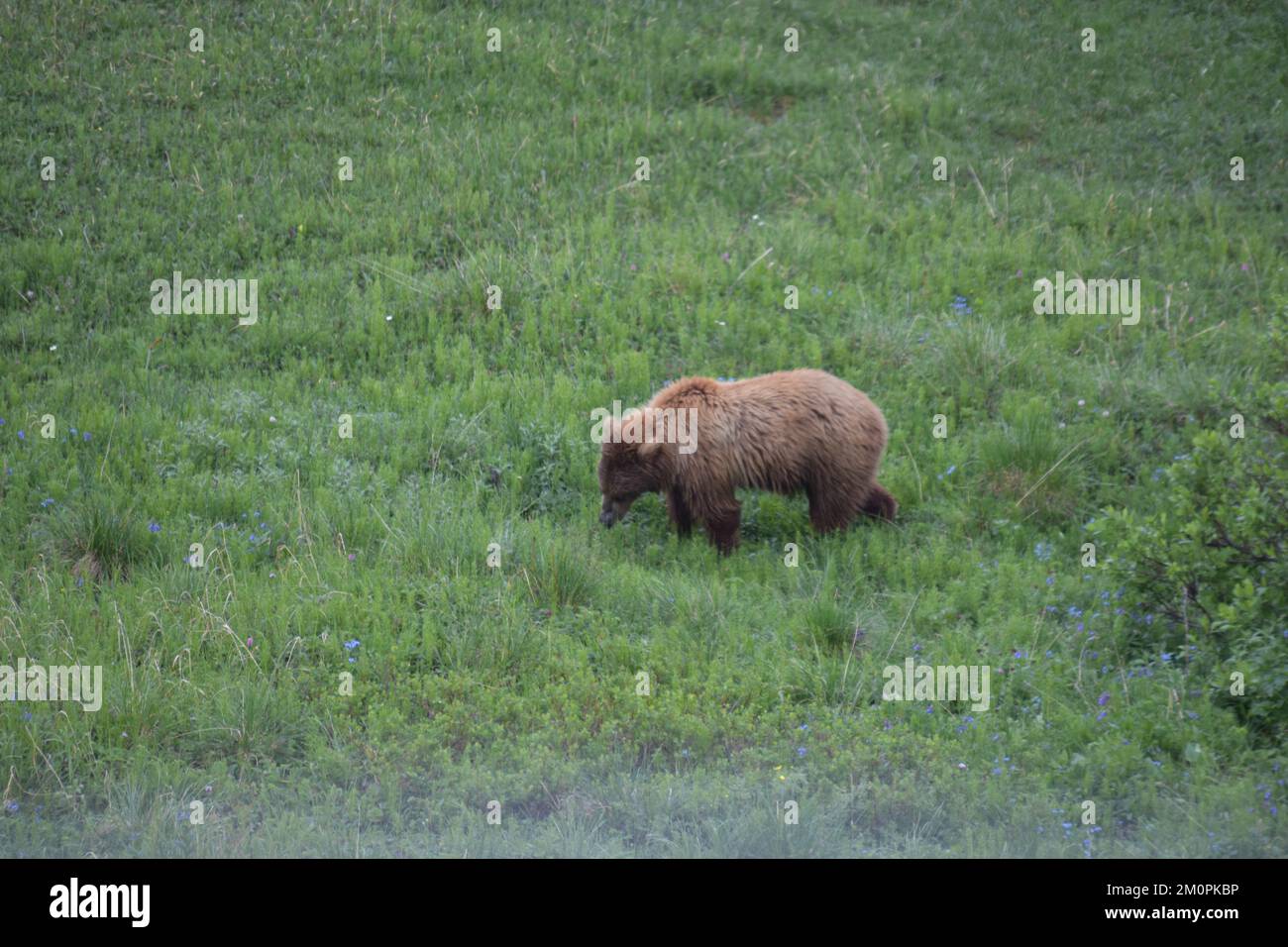 Grizzly brown bear roaming in hi-res stock photography and images - Alamy