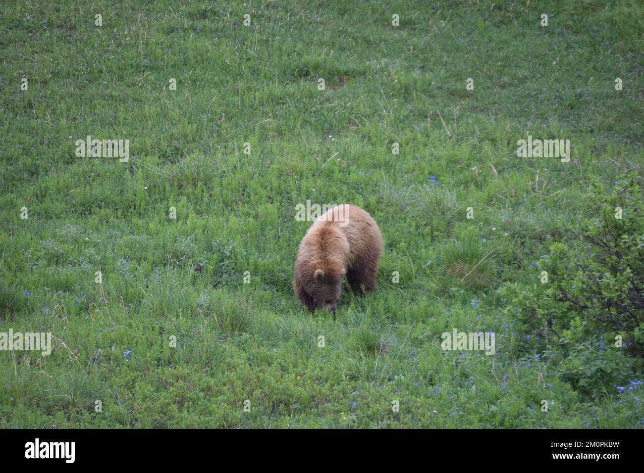 Grizzly brown bear roaming in hi-res stock photography and images - Alamy