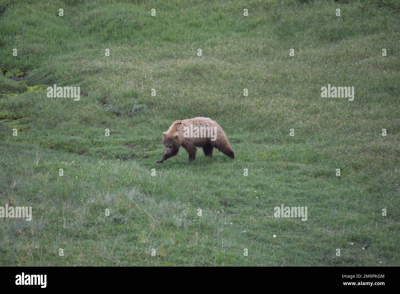 Bear up close hi-res stock photography and images - Alamy