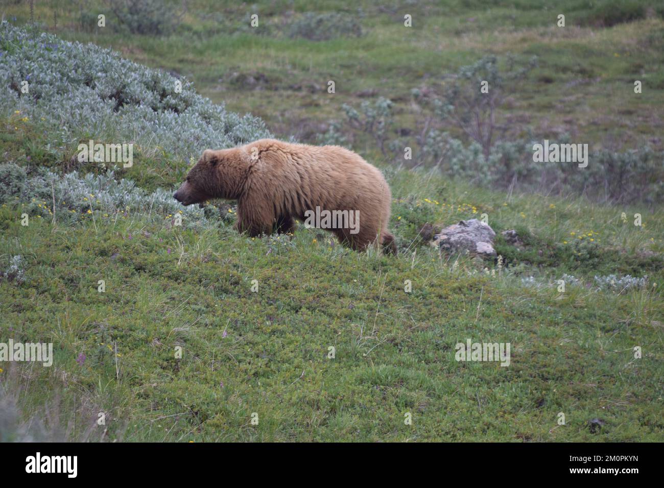 Bear up close hi-res stock photography and images - Alamy