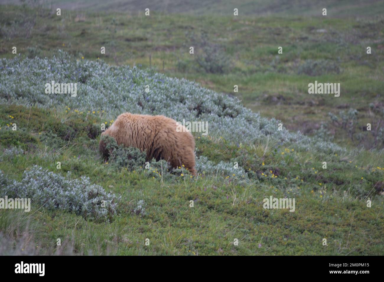 Brown bear up close in Denali National Park Stock Photo - Alamy
