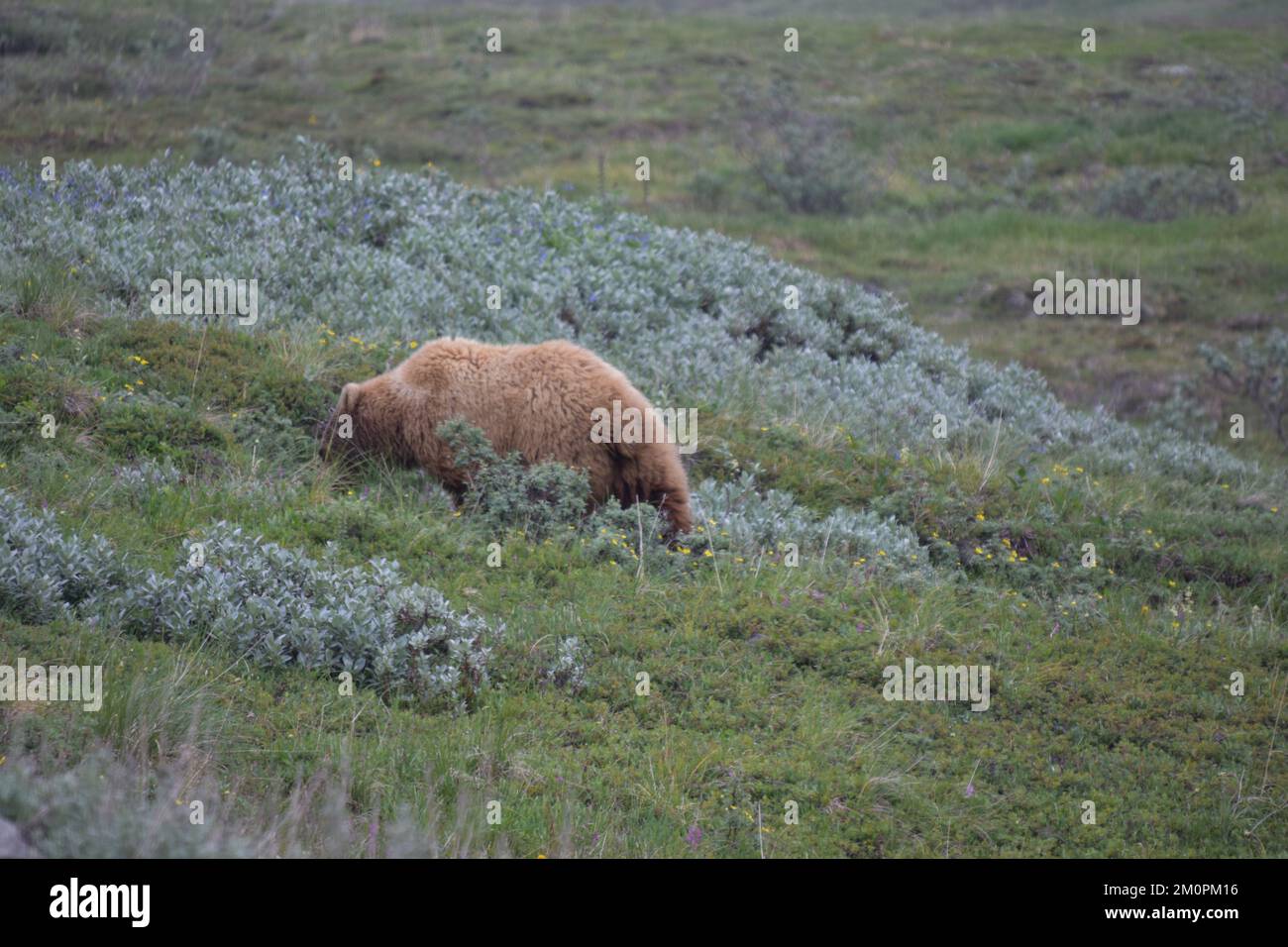 Brown bear up close in Denali National Park Stock Photo - Alamy
