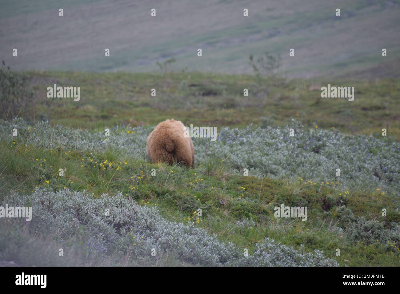 Bear up close hi-res stock photography and images - Alamy