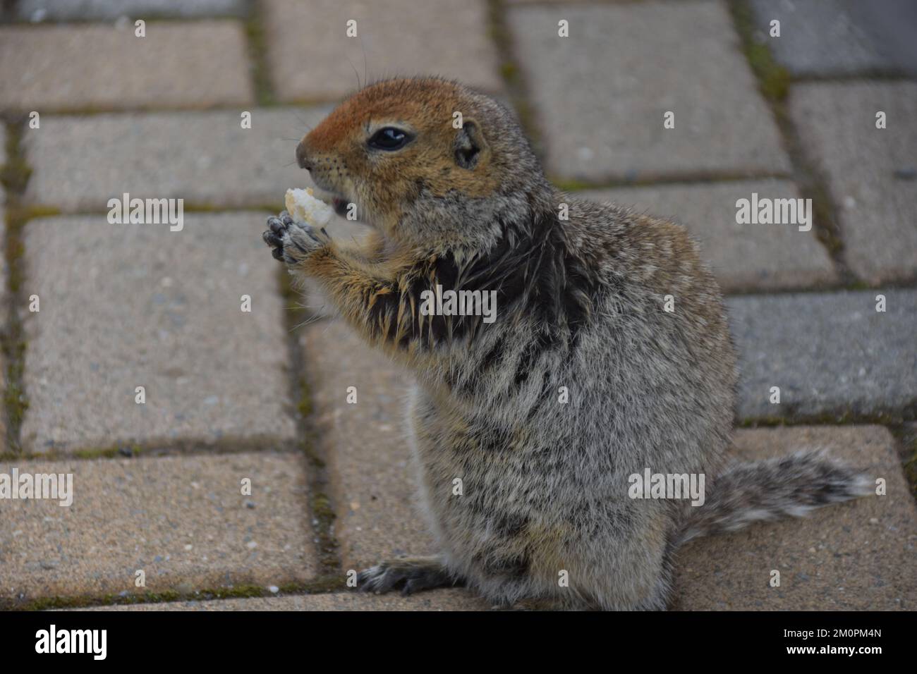 Denali squirrel hi-res stock photography and images - Alamy