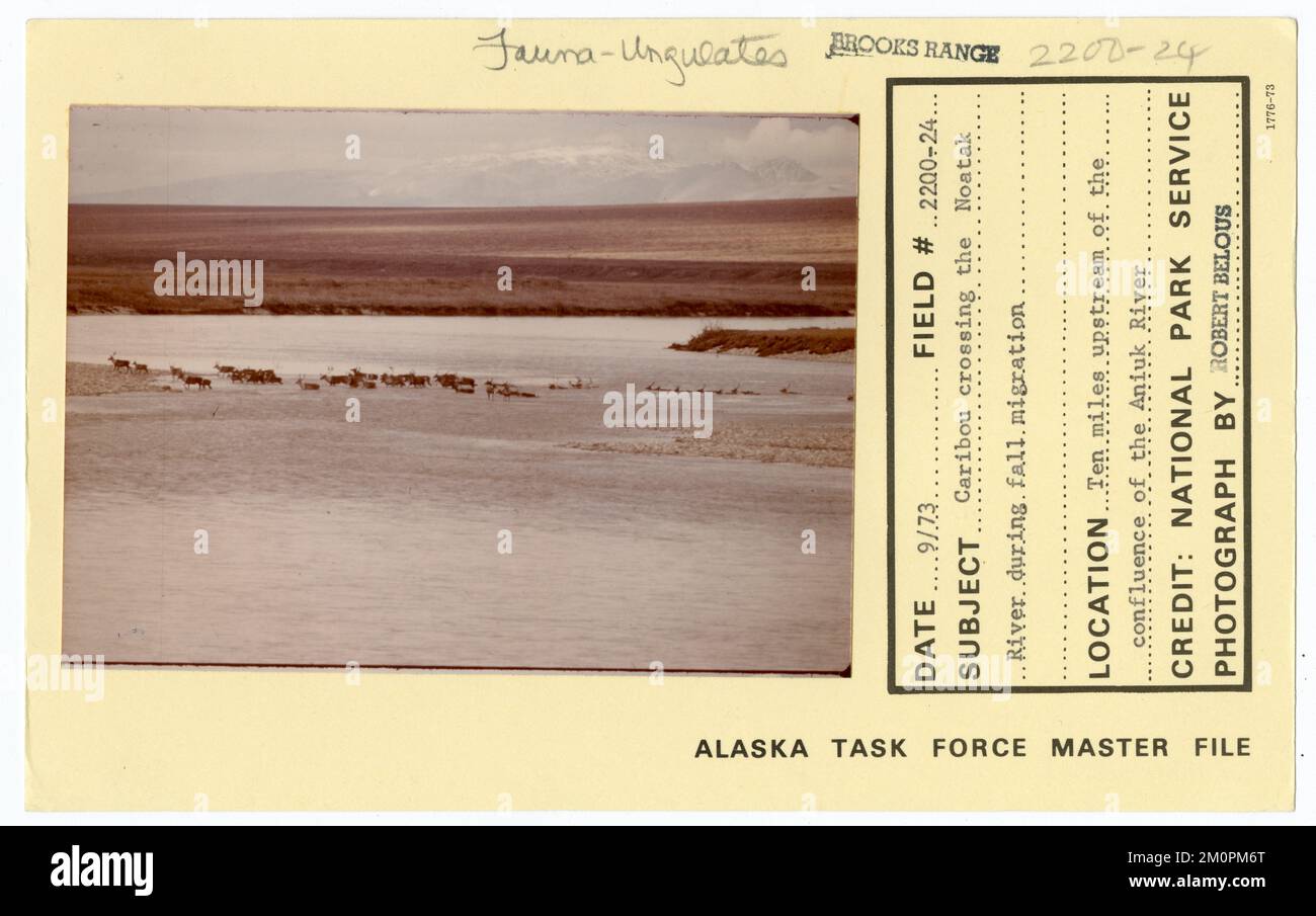 Caribou crossing the Noatak River during fall migration. Alaska Task ...