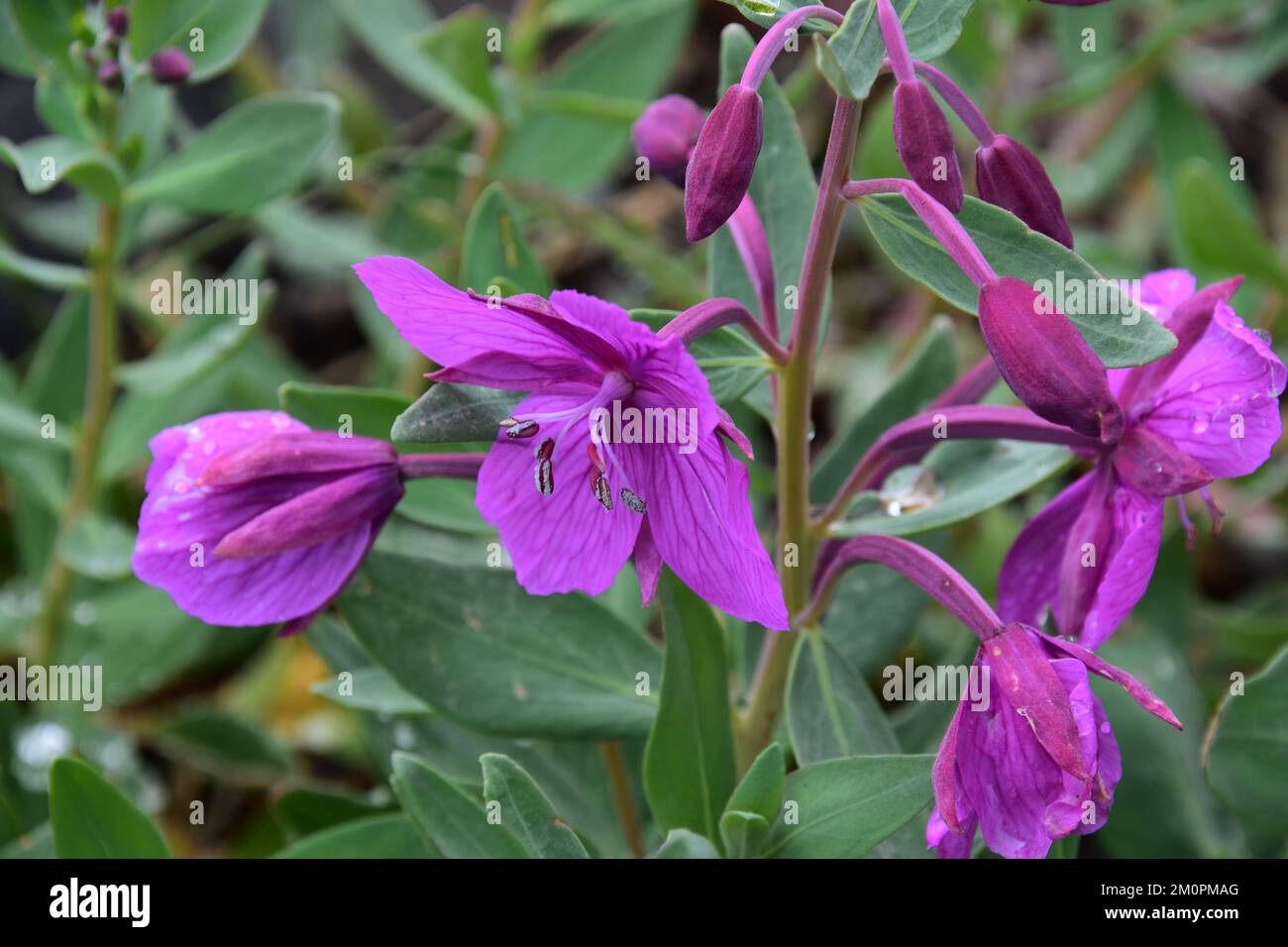 Beautiful purple blooming flowers hi-res stock photography and images ...