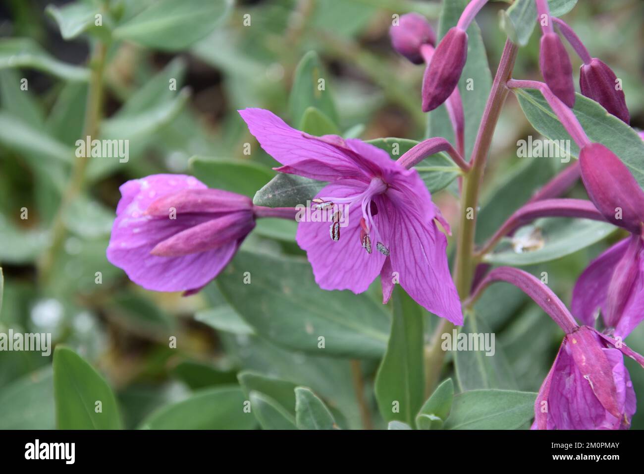 Beautiful purple blooming flowers hi-res stock photography and images ...