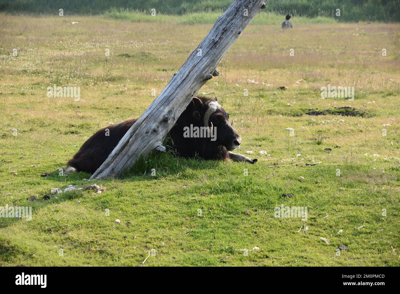 Musk ox laying under dead tree close up Stock Photo - Alamy