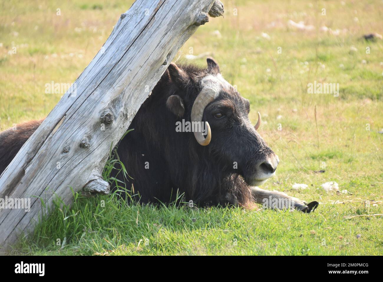 Musk ox laying under dead tree close up Stock Photo - Alamy