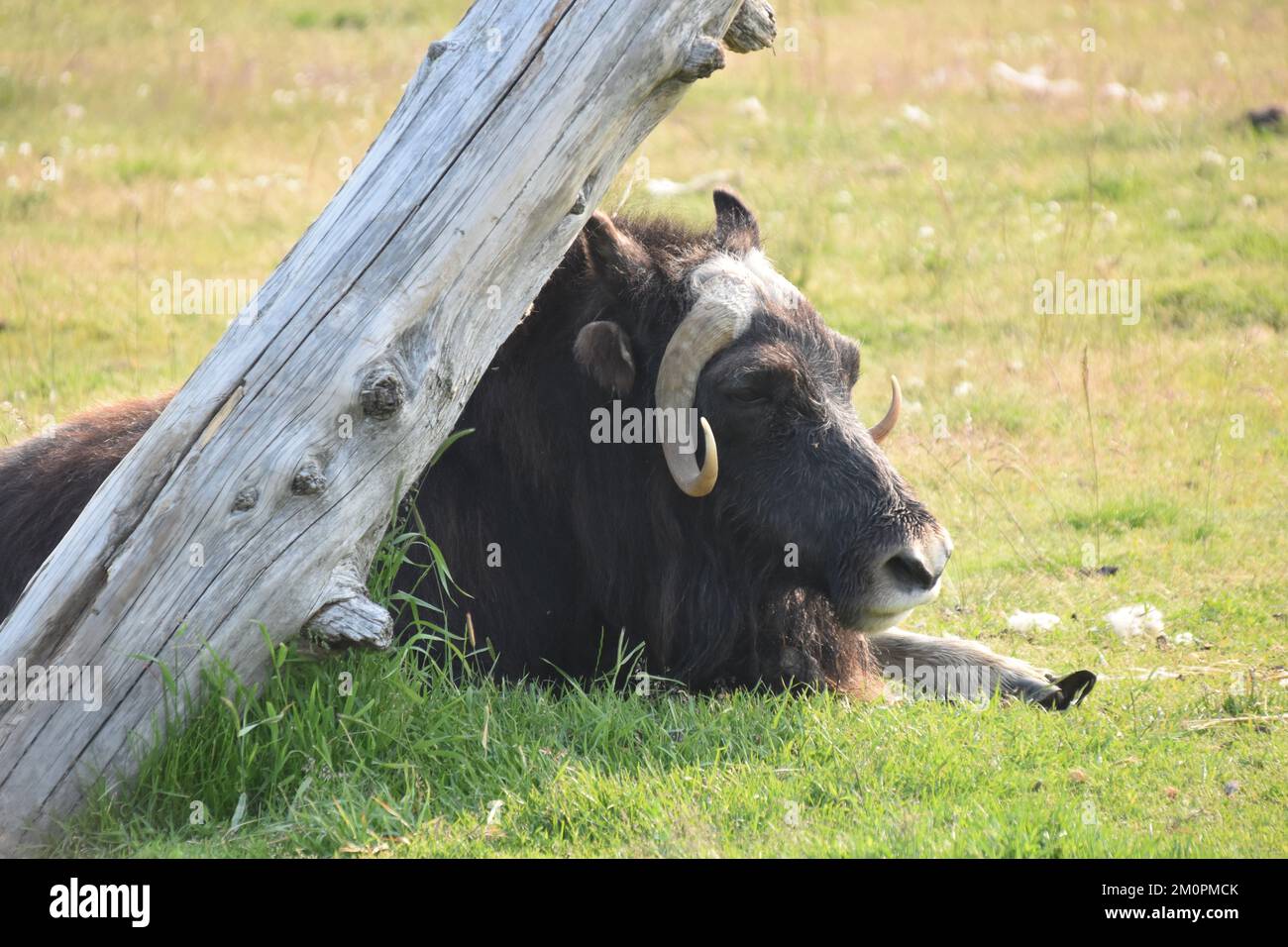 Musk ox laying under dead tree close up Stock Photo - Alamy