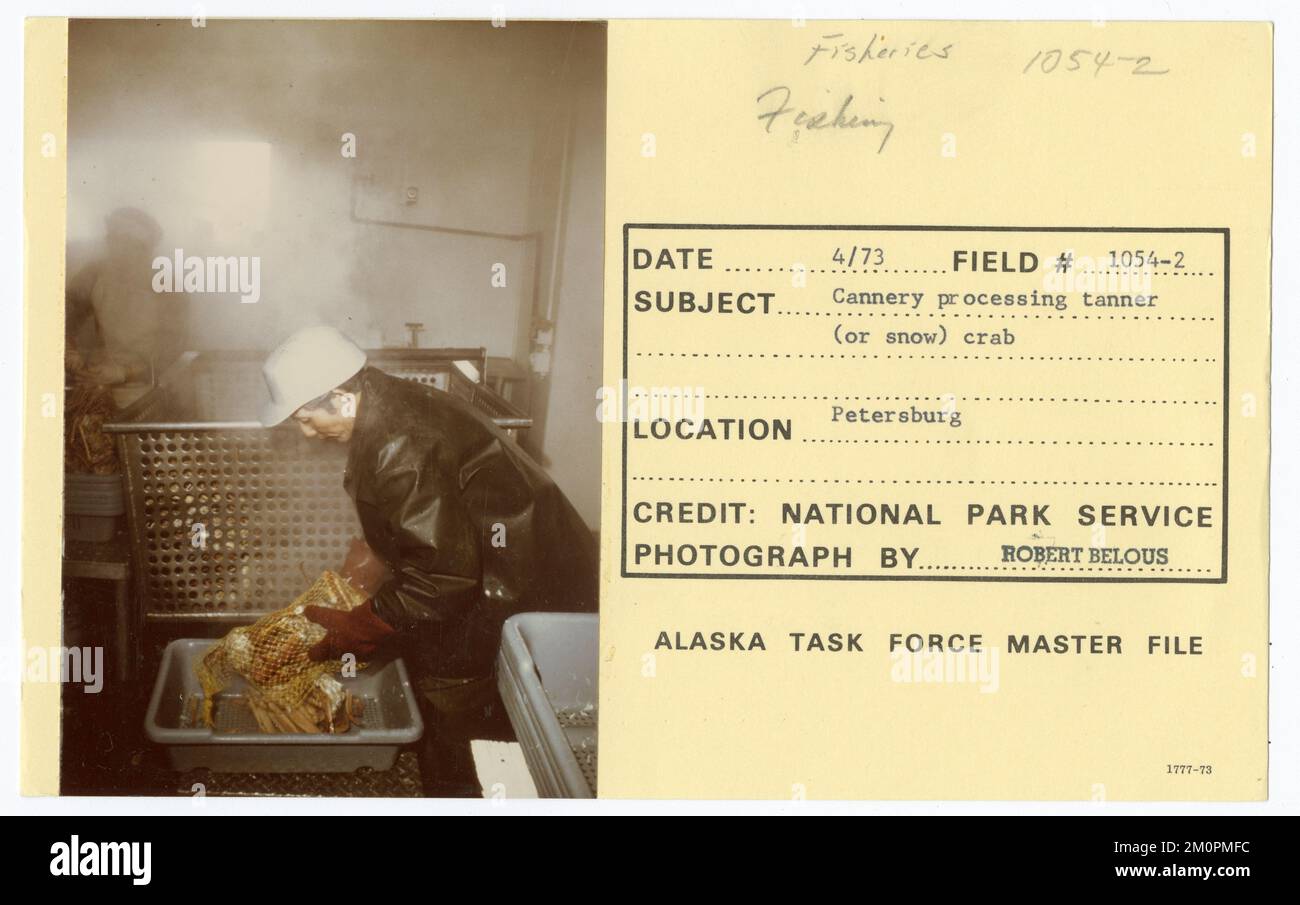Cannery processing tanner (or snow) crab. Alaska Task Force Photographs ...