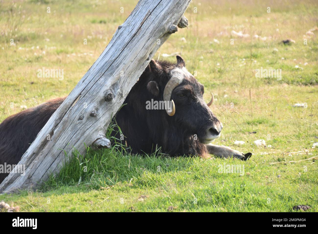 Musk ox laying under dead tree close up Stock Photo - Alamy