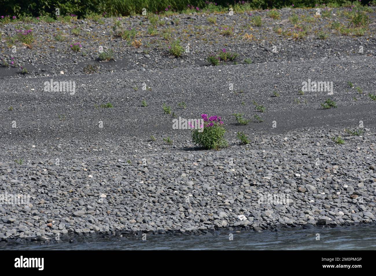 Isolated plant growing on an alpine river with a rocky shore Stock ...