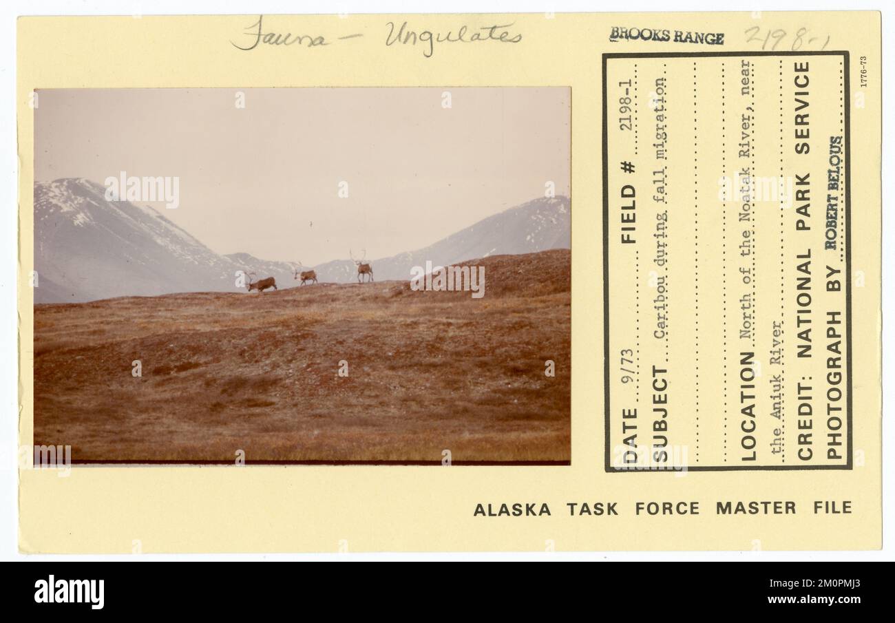Caribou during fall migration. Alaska Task Force Photographs Stock ...