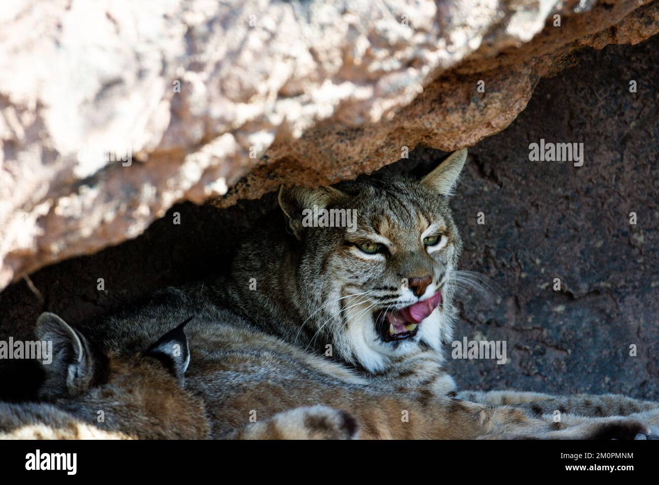 Bobcat at Arizona-Sonora Desert Museum in Tucson, Arizona Stock Photo ...