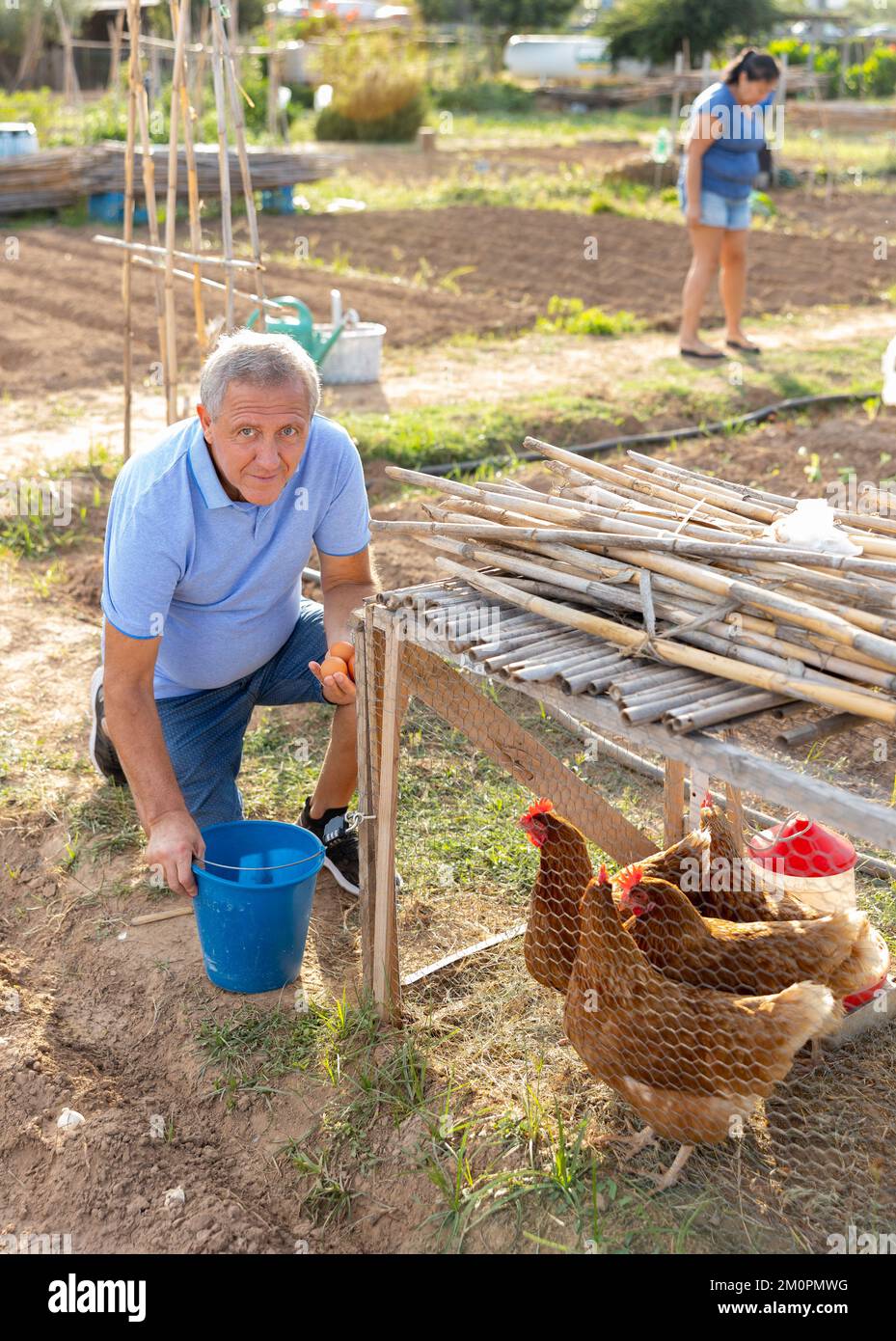 Positive aged man collecting chicken eggs in poultry house at ...