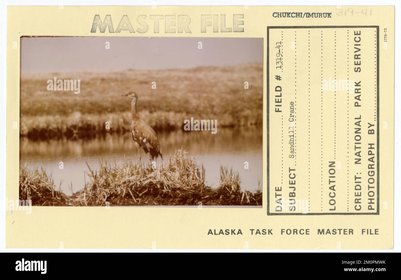 Sandhill Crane. Alaska Task Force Photographs Stock Photo - Alamy
