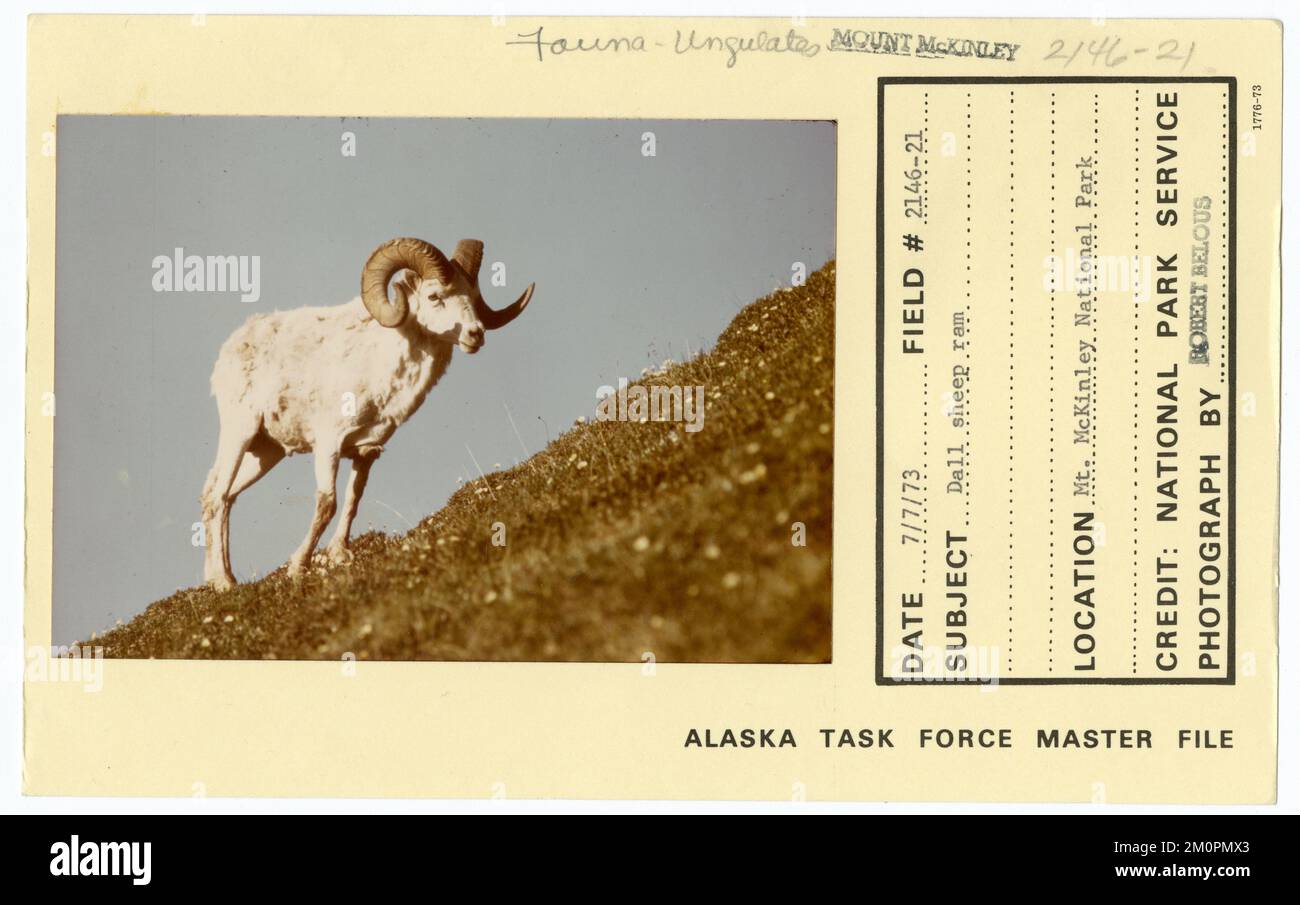 Dall sheep ram. Alaska Task Force Photographs Stock Photo - Alamy