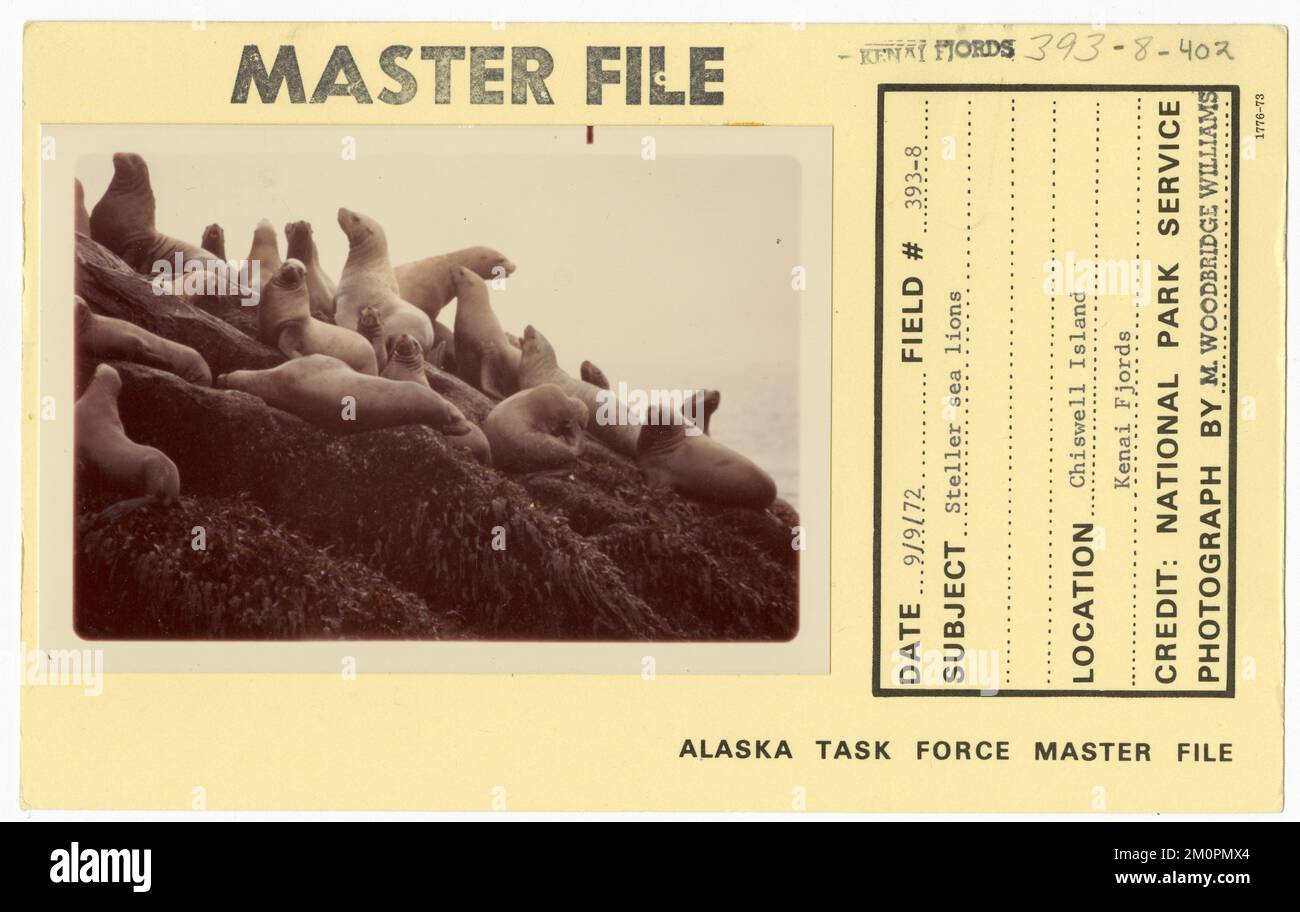 Steller sea lions. Alaska Task Force Photographs Stock Photo - Alamy